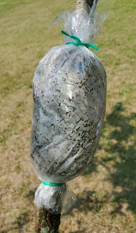 Air Layering Propagation How To Air Layer A Tree: A Beginner's Guide