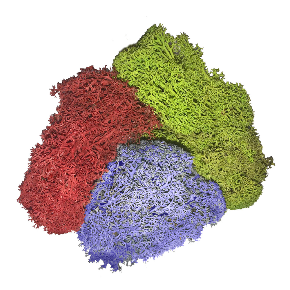 Decorative Reindeer Moss | Hand Chosen by Mosser Lee