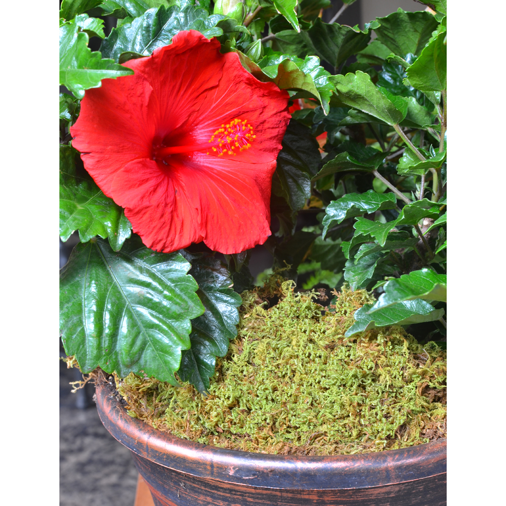 How to Use Moss in Container Gardening - Mosser Lee