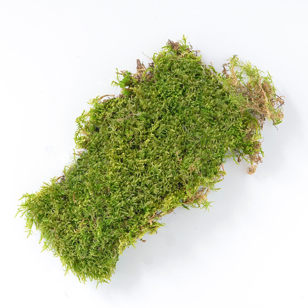 Natural Sheet Moss | Mosser Lee Decorative Moss Sheets
