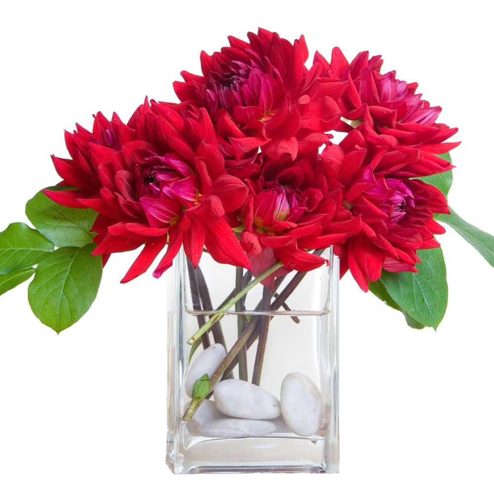 Decorative Polished Stones for Crafts & Plants | Mosser Lee