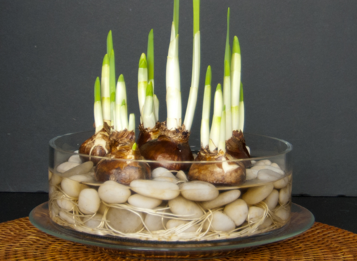 How to Grow Paperwhite Bulbs Indoors - Mosser Lee