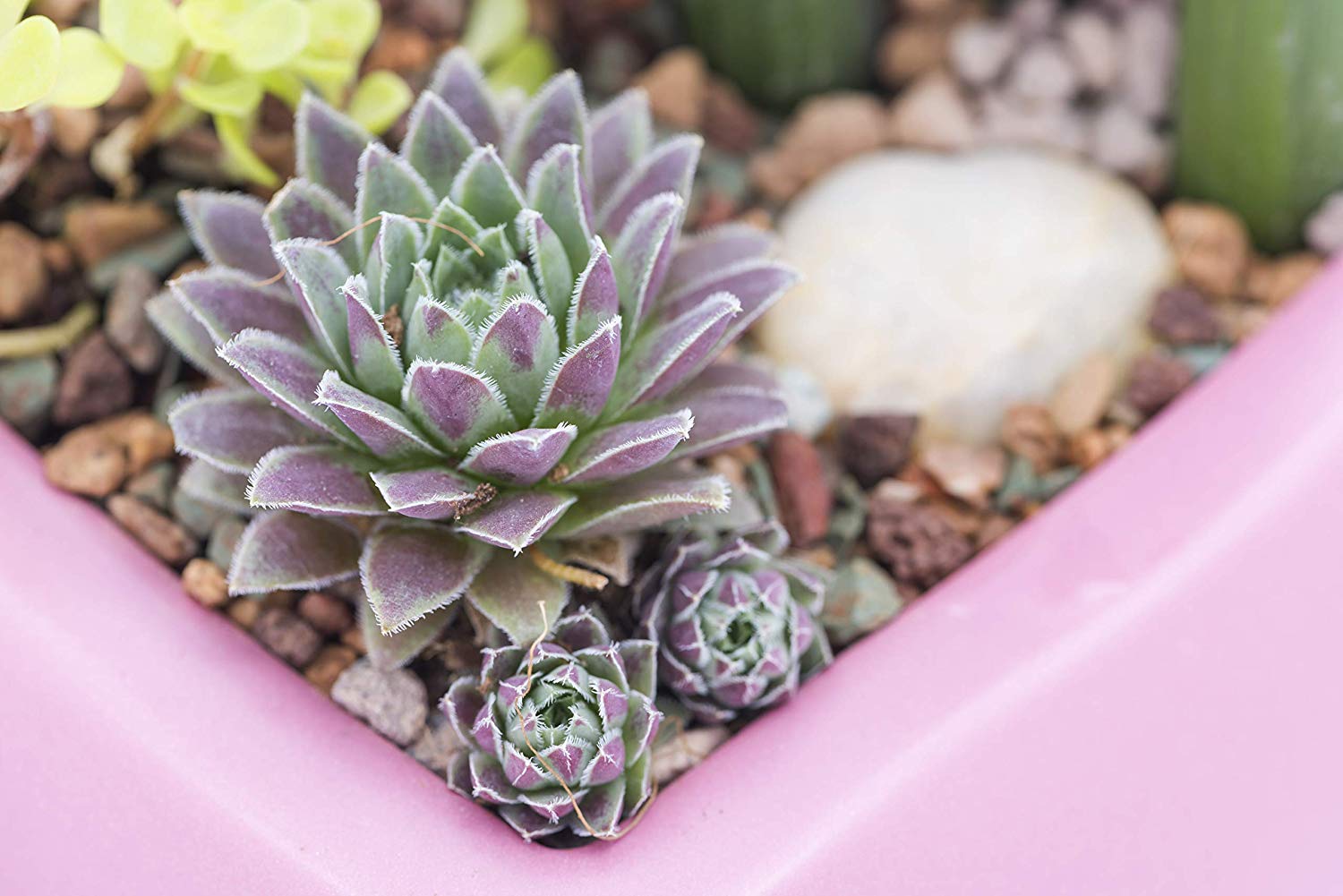 Small Decorative Rocks | River Rock | Pearl Stone | River Gravel